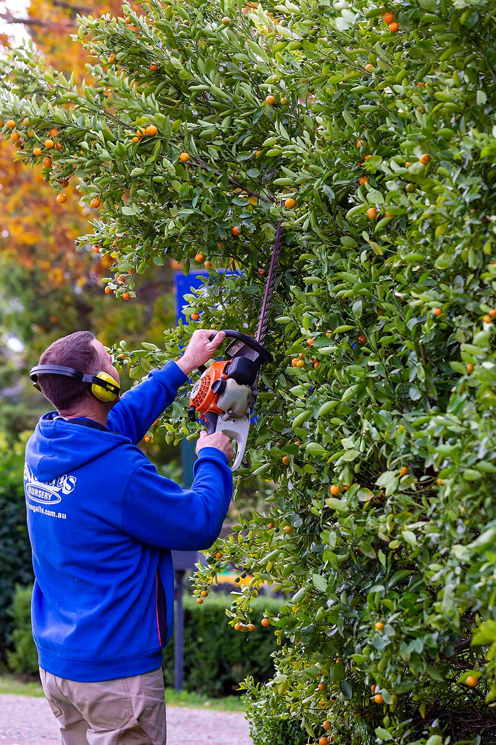 How to get the most out of your citrus plants | Better Homes and Gardens