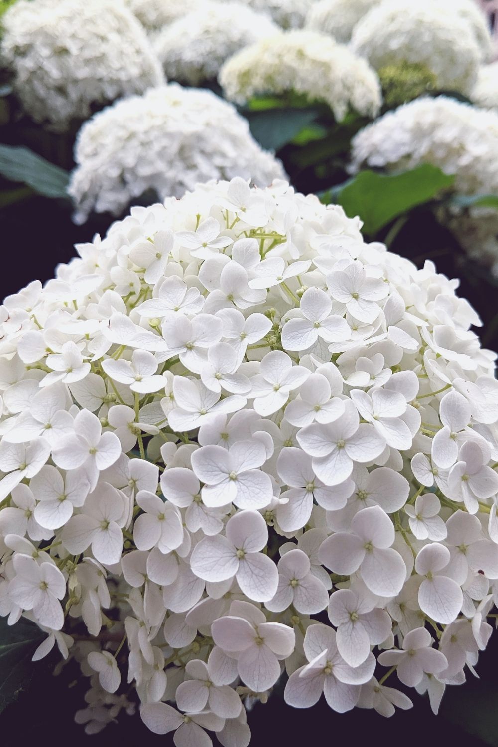 How to get more hydrangea flowers | Better Homes and Gardens
