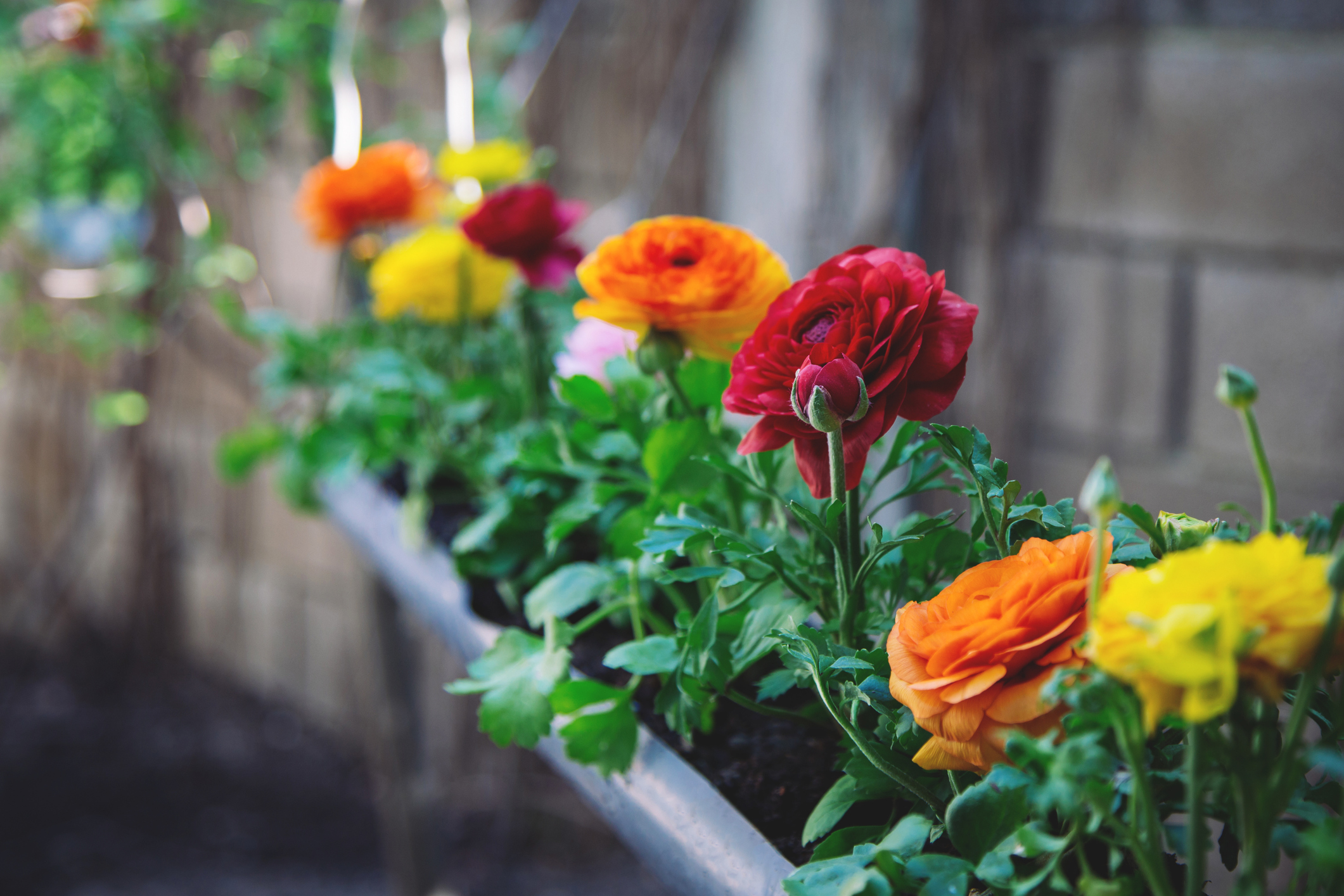 How to grow and care for ranunculus flowers | Better Homes and Gardens