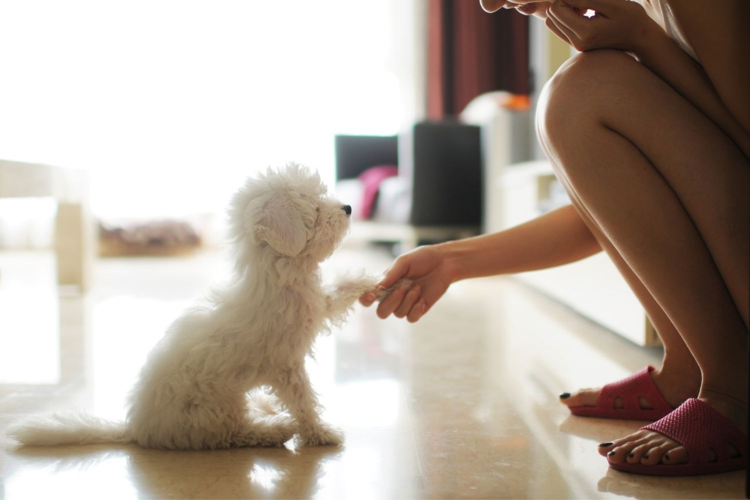 5 easy tricks to teach your dog | Better Homes and Gardens