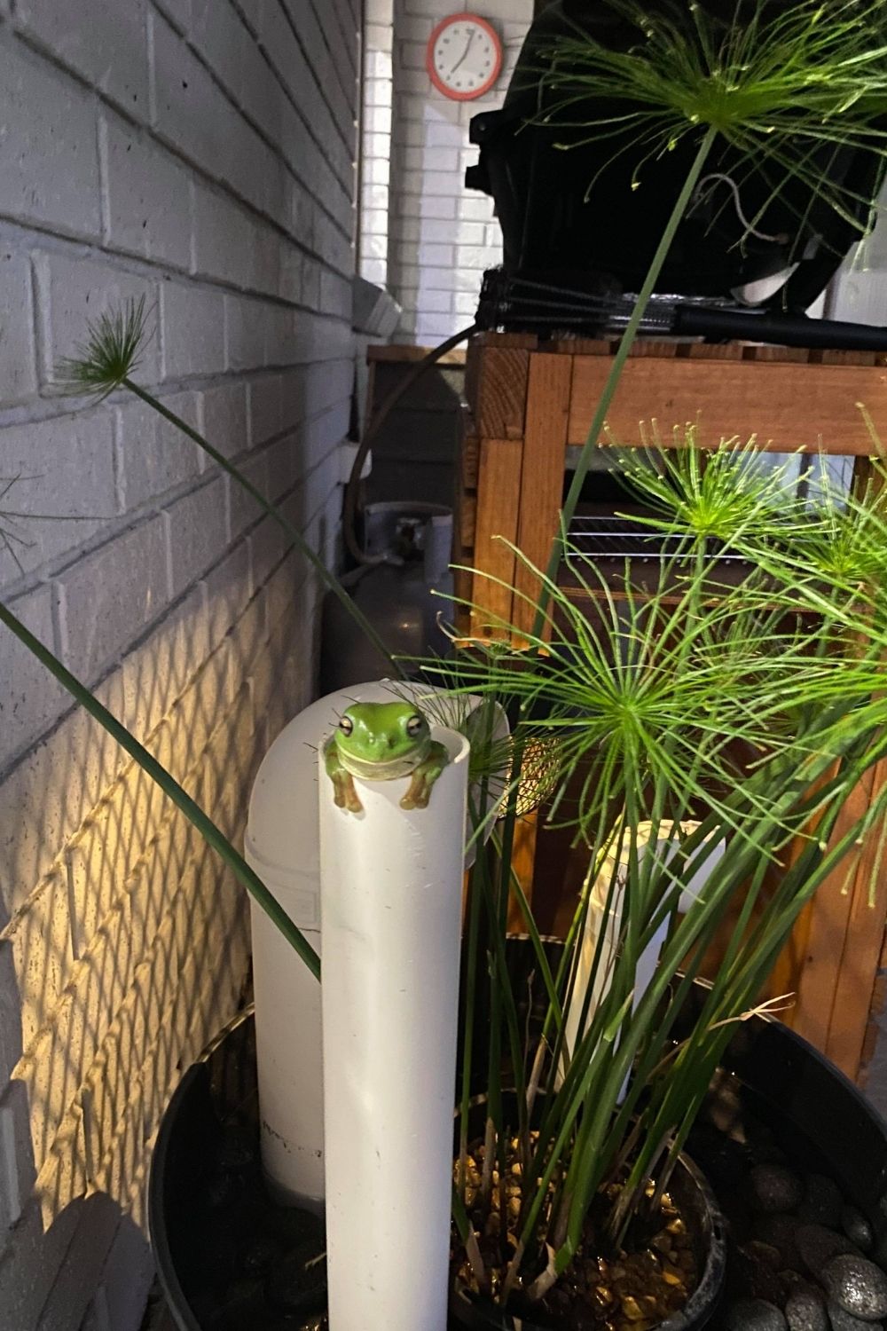 How to build a frog motel in your backyard | Better Homes and Gardens