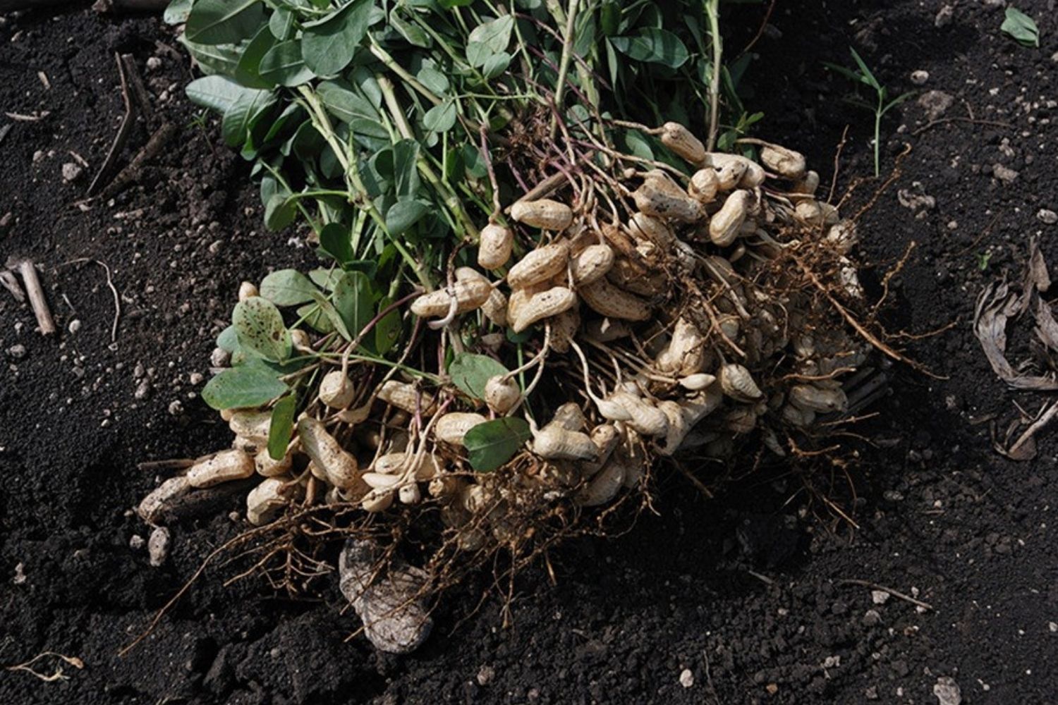 Six nuts you can grow at home | Better Homes and Gardens