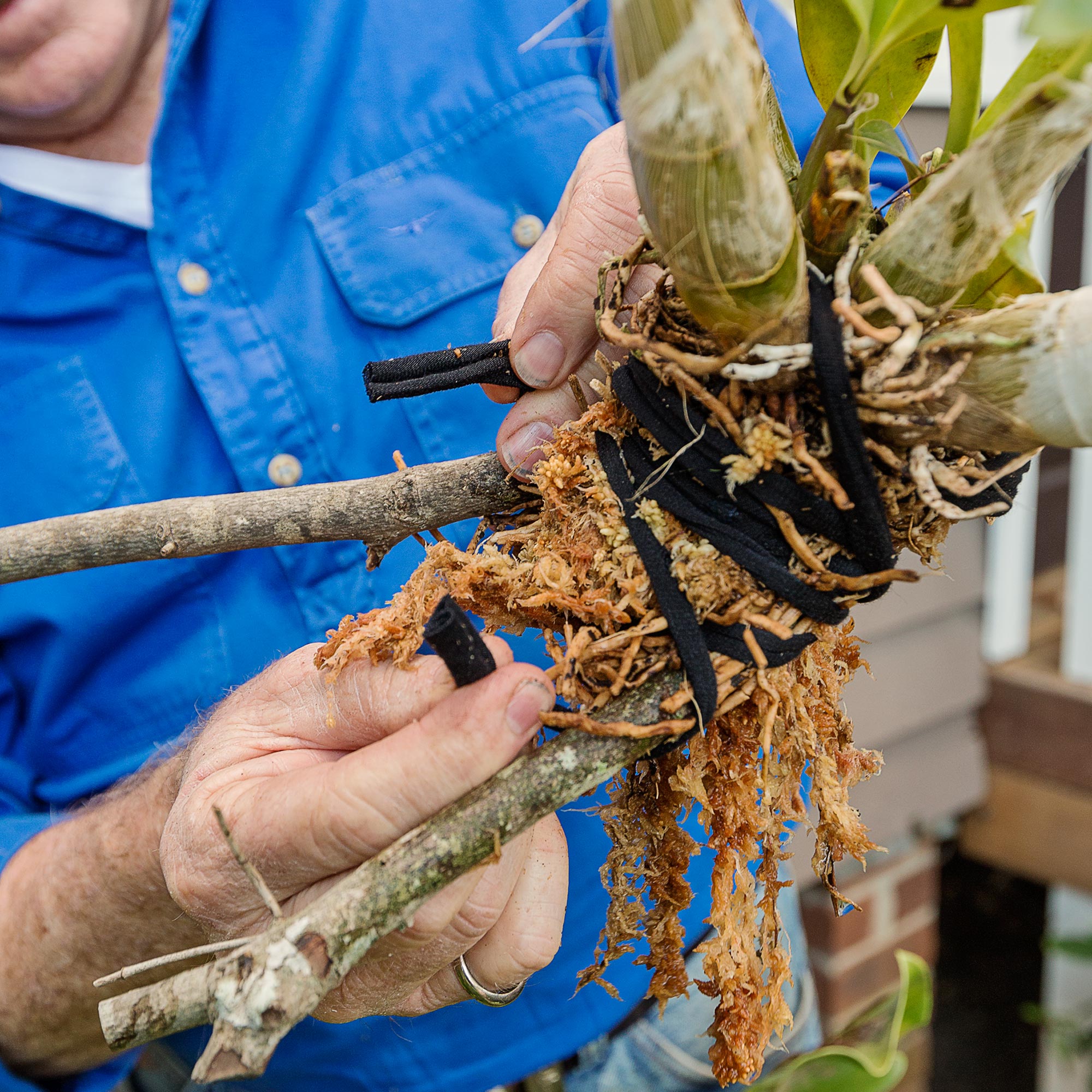 How to mount orchids to a tree | Better Homes and Gardens