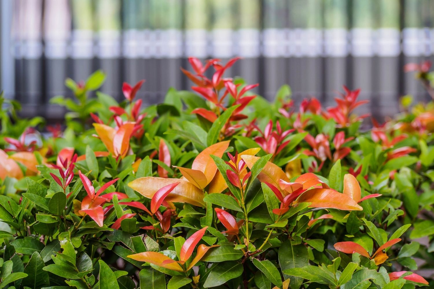 How To Grow Lilly Pilly | Better Homes and Gardens