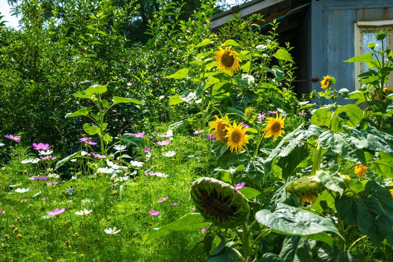 How to grow sunflowers from seed, in pots and indoors | Better Homes ...