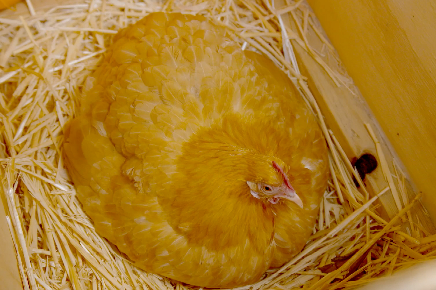 Dr Harry visits Cowboy the moody hen | Better Homes and Gardens