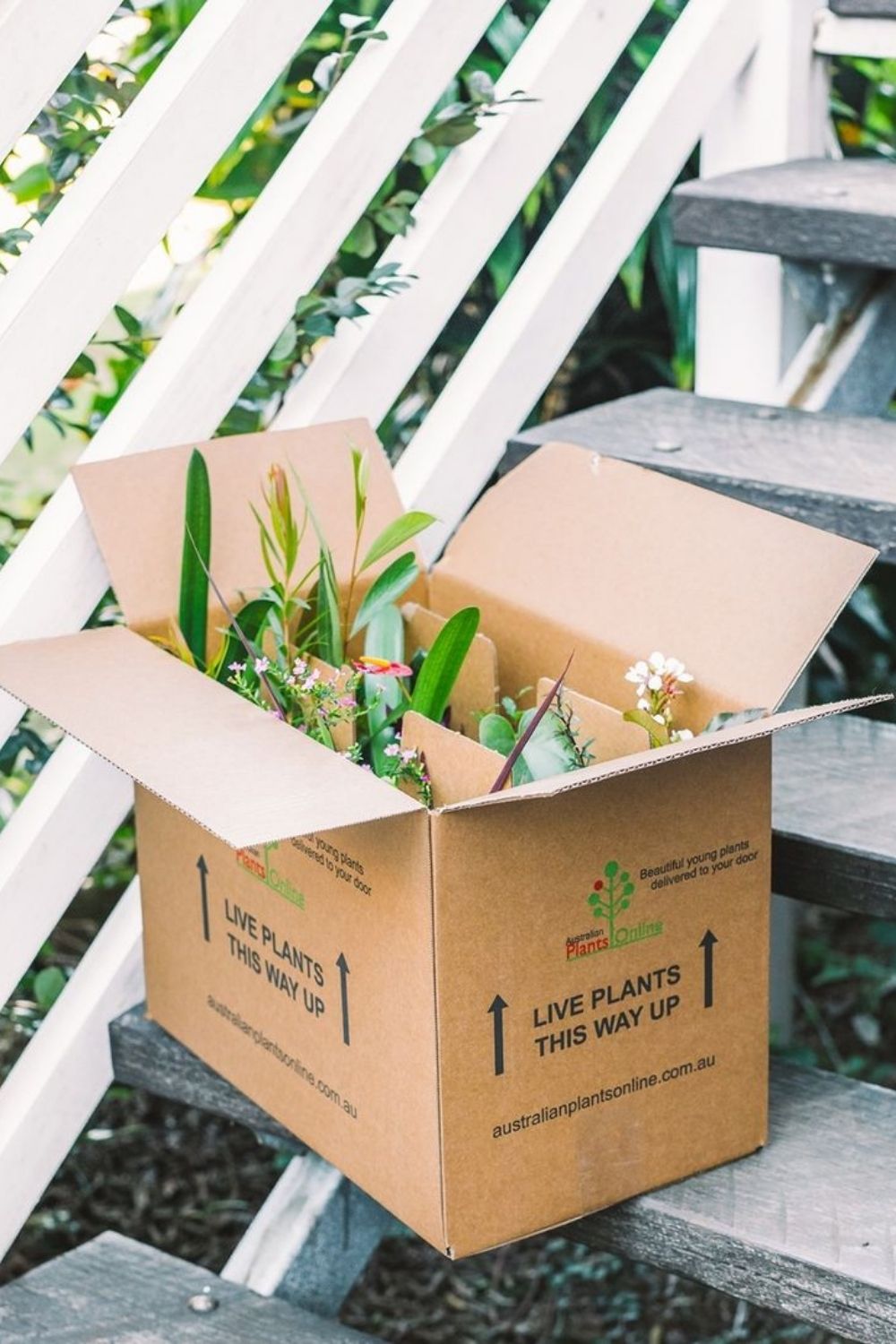 Where to Buy Plants Online: Top 9 Stores | Better Homes and Gardens