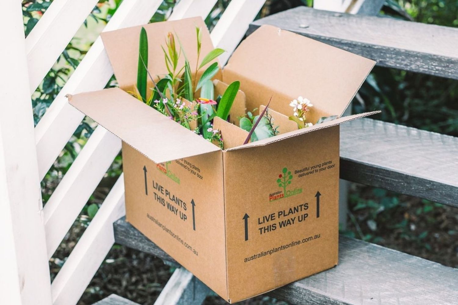 Where to Buy Plants Online: Top 9 Stores | Better Homes and Gardens