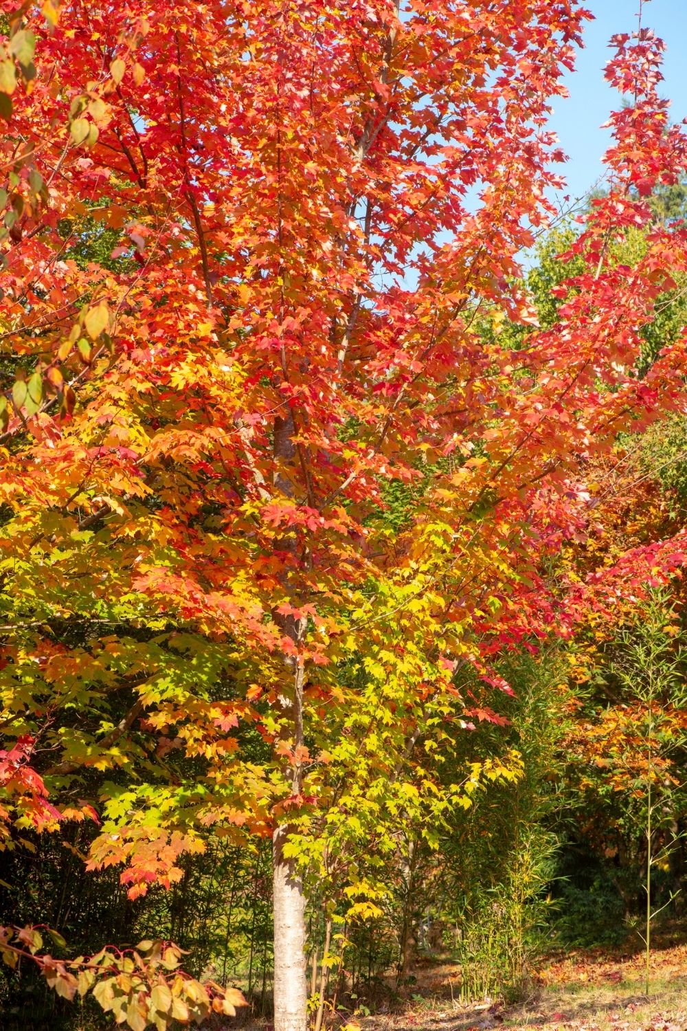 10 of the best autumn trees | Better Homes and Gardens