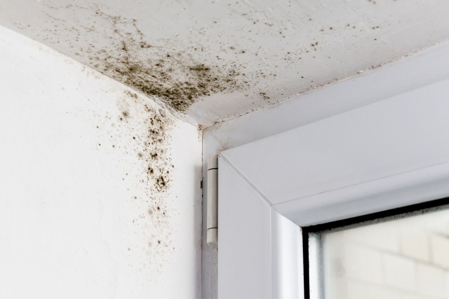 How to remove mould stains | Better Homes and Gardens