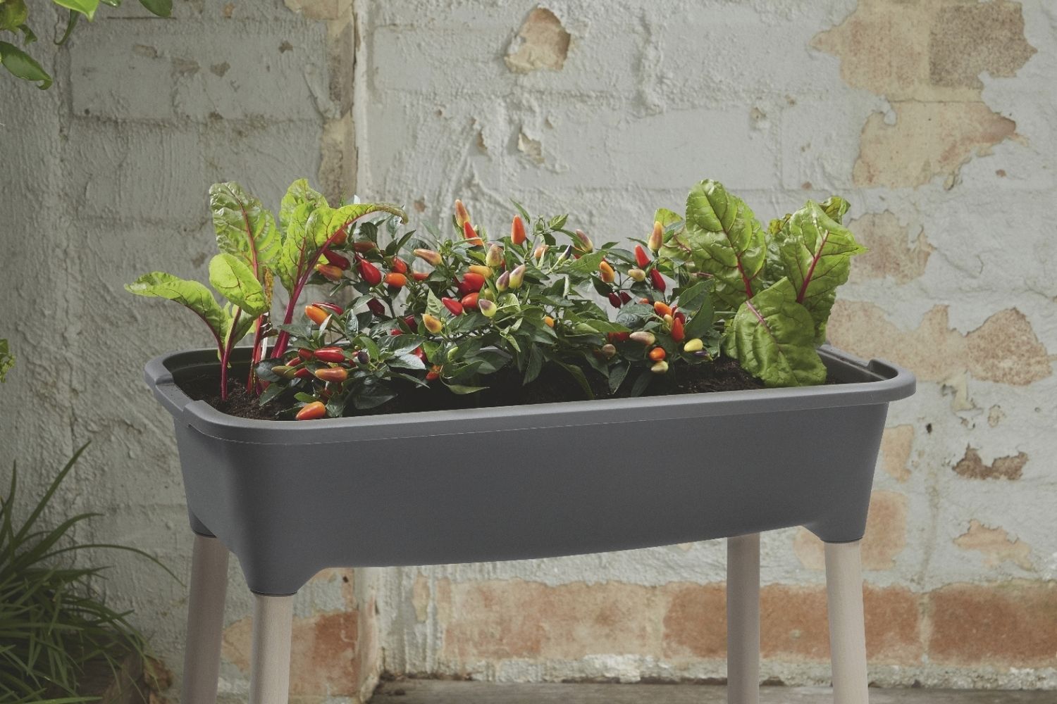 Aldi special buys plant and gardening sale | Better Homes and Gardens