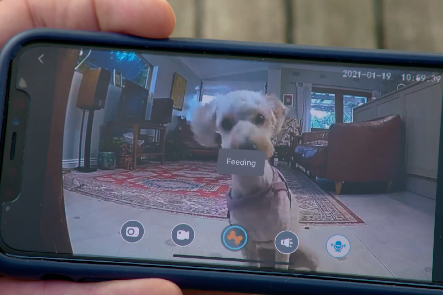 The latest pet tech devices | Better Homes and Gardens