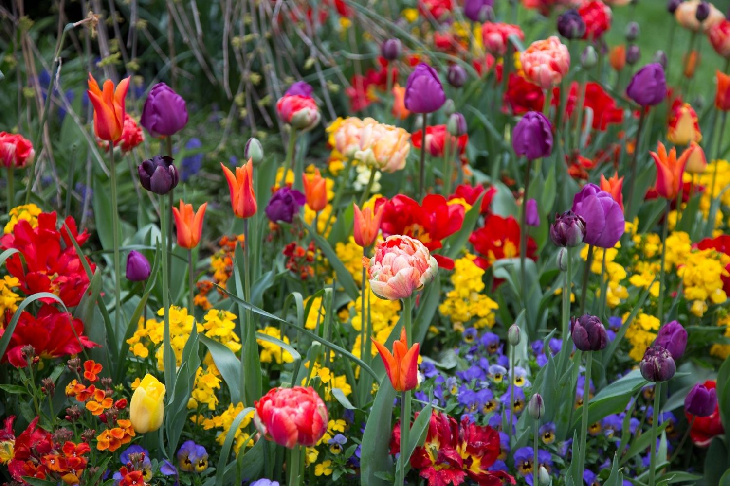 Plan now for spring blooms and buy bulbs | Better Homes and Gardens