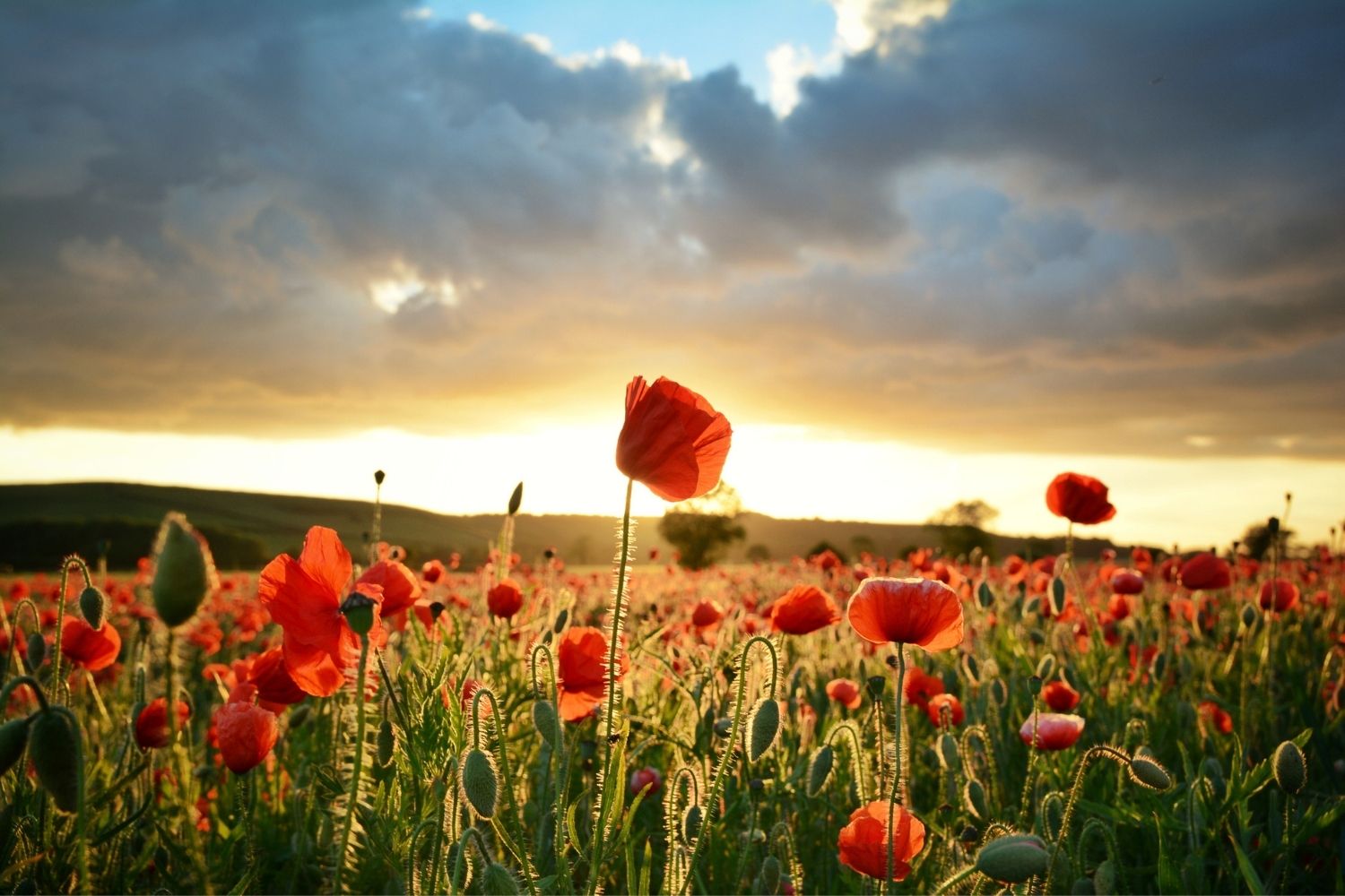 Anzac day florals: Their meaning and history explained | Better Homes ...