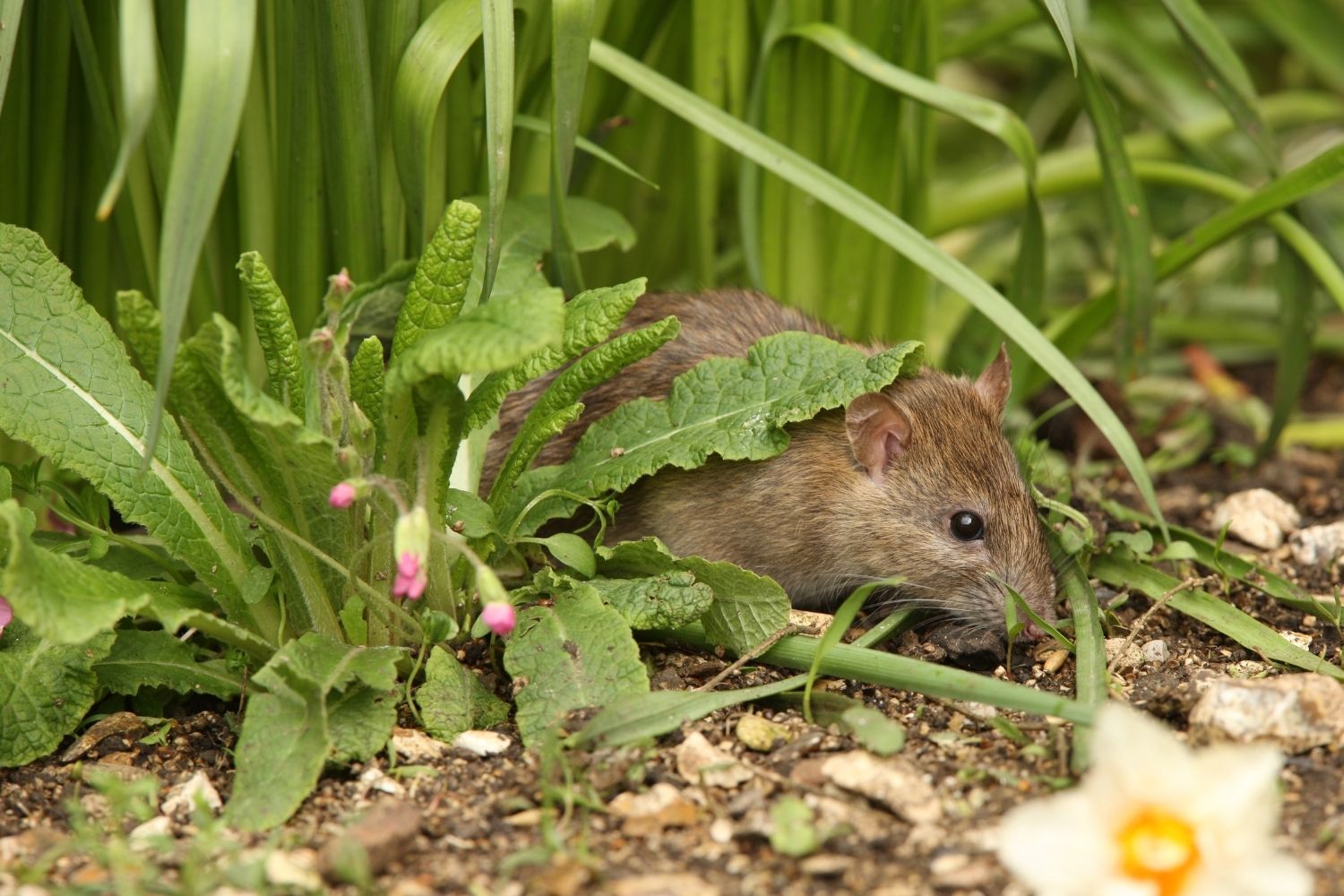 Get rid of rats in your garden without poison or traps | Better Homes ...