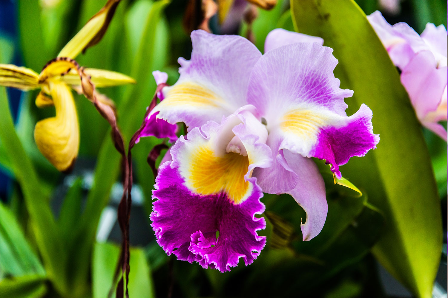 Orchid care: How to look after orchids | Better Homes and Gardens