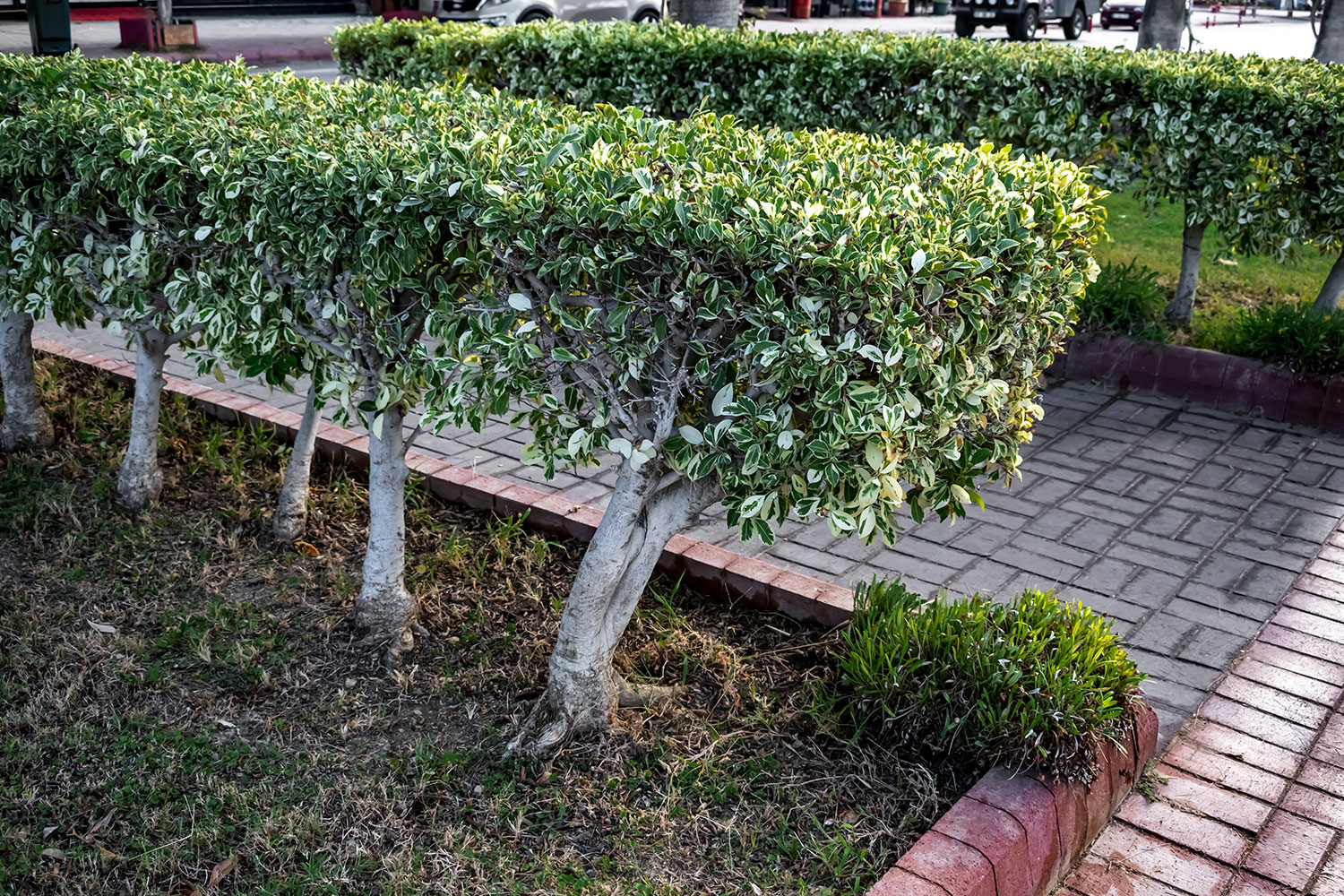How to grow a hedge | Better Homes and Gardens