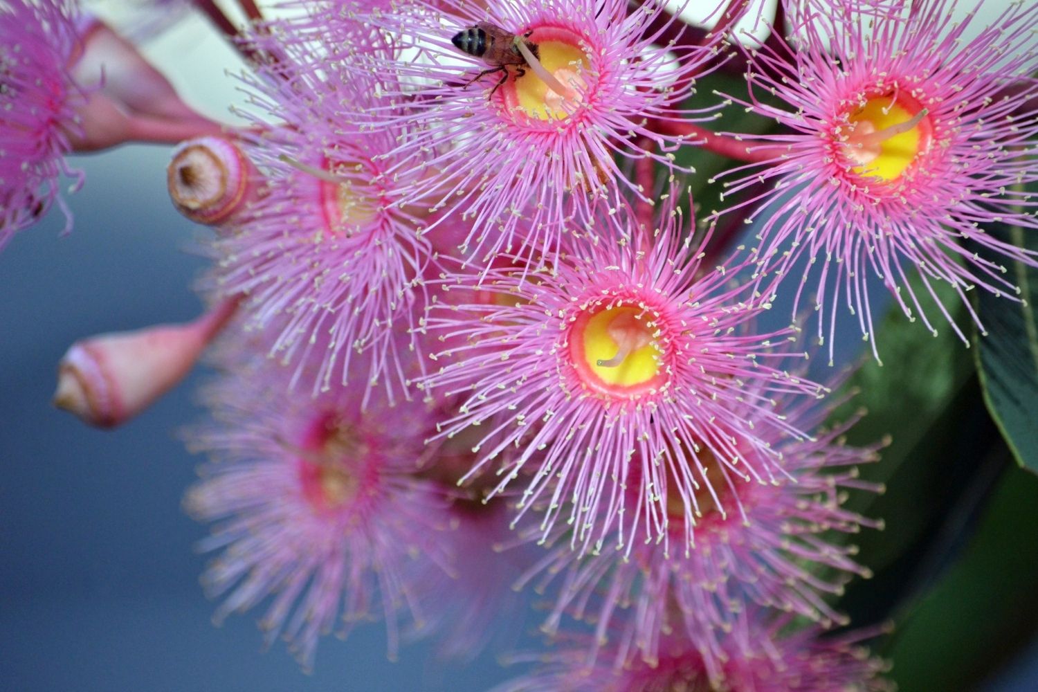 The Australian native plants at risk of going extinct | Better Homes ...