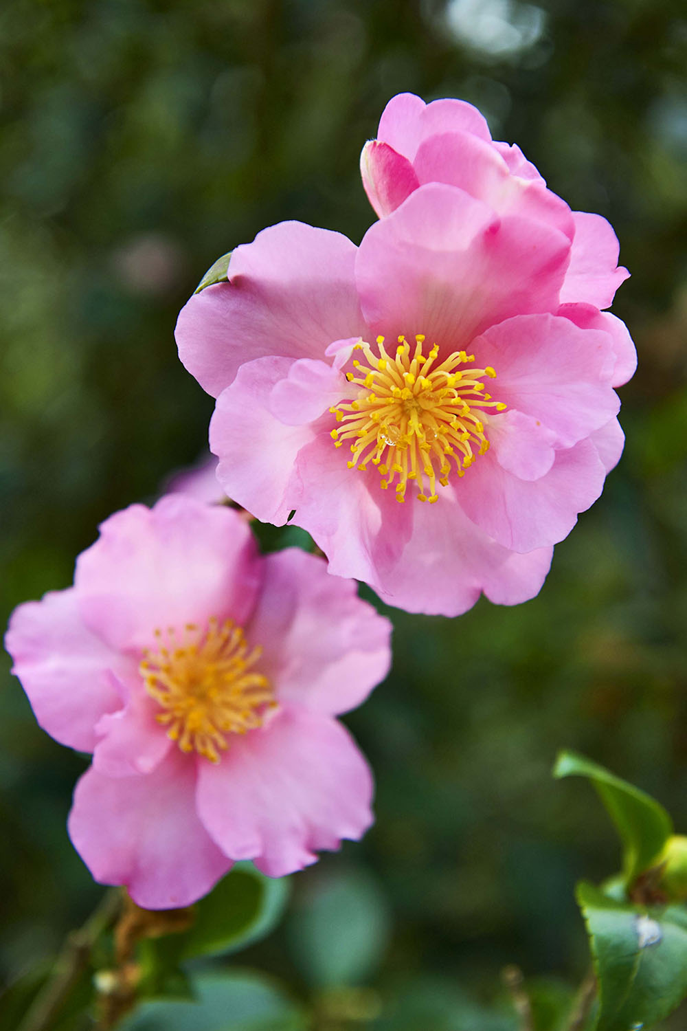 How To Grow Camellias: Plus, Best Camellia Varieties Australia | Better ...