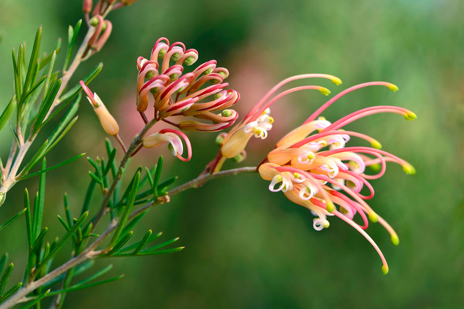 14 beautiful grevillea varieties to plant in your garden | Better Homes ...