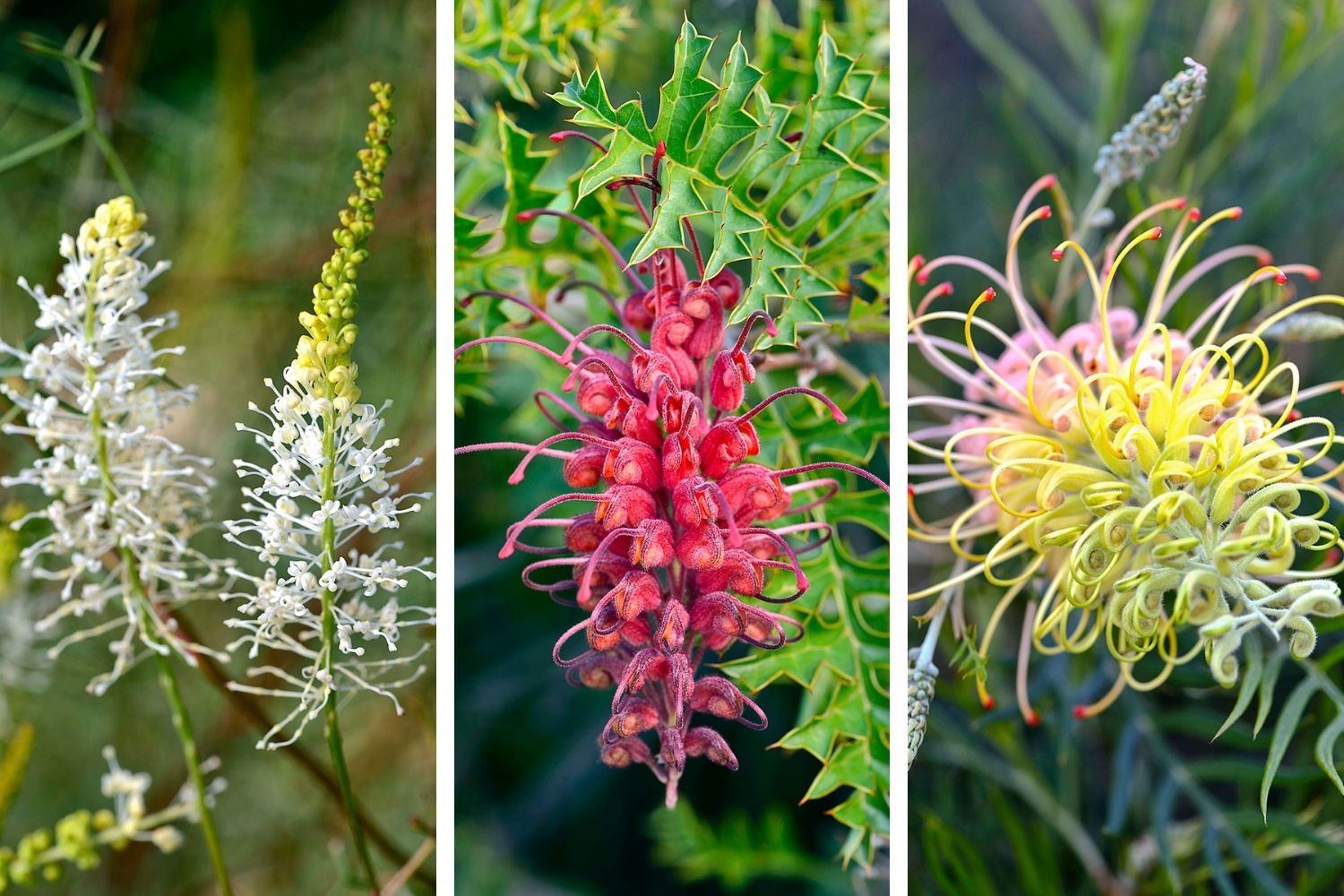 14 beautiful grevillea varieties to plant in your garden | Better Homes ...