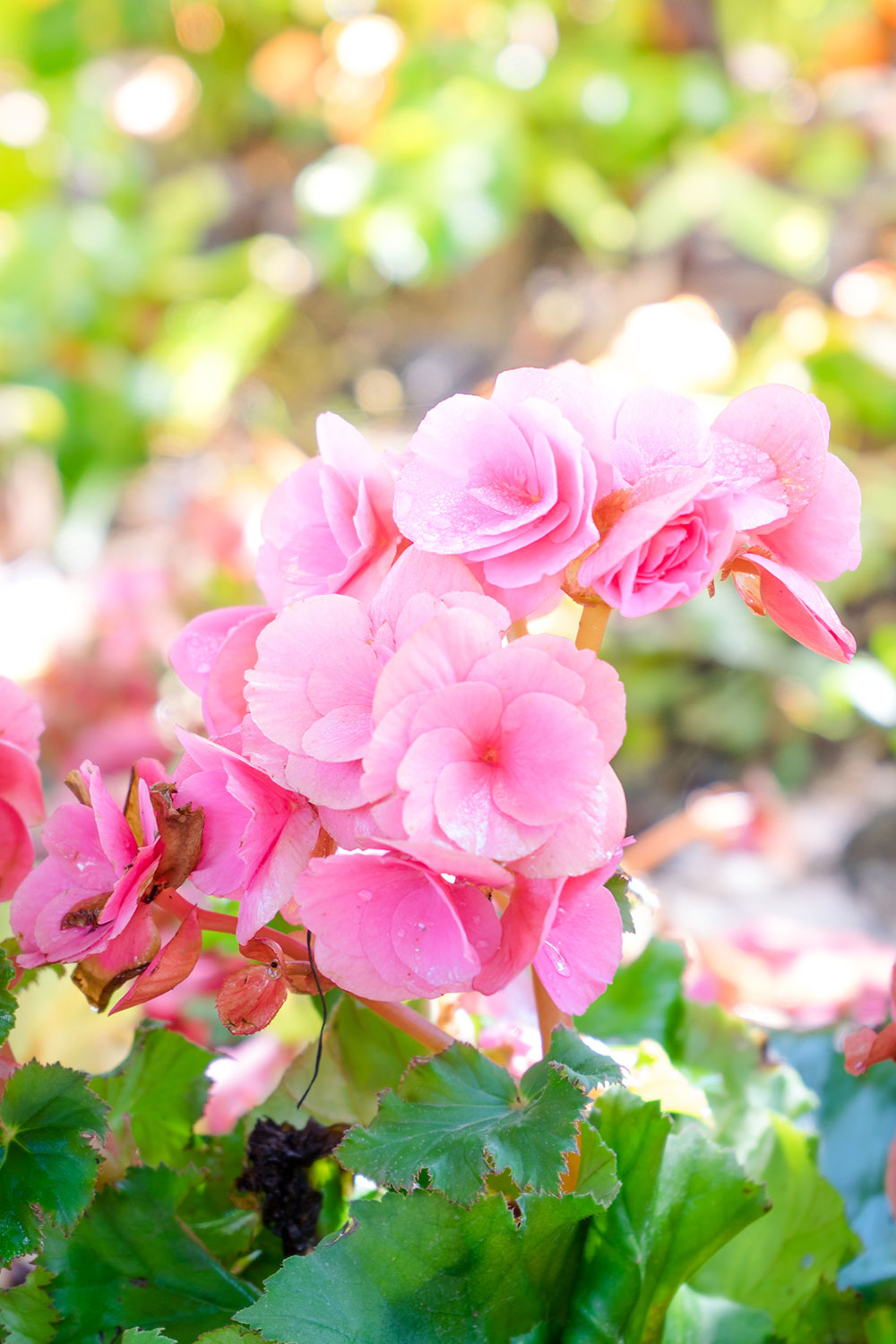 Begonia varieties: How to grow and care for them | Better Homes and Gardens