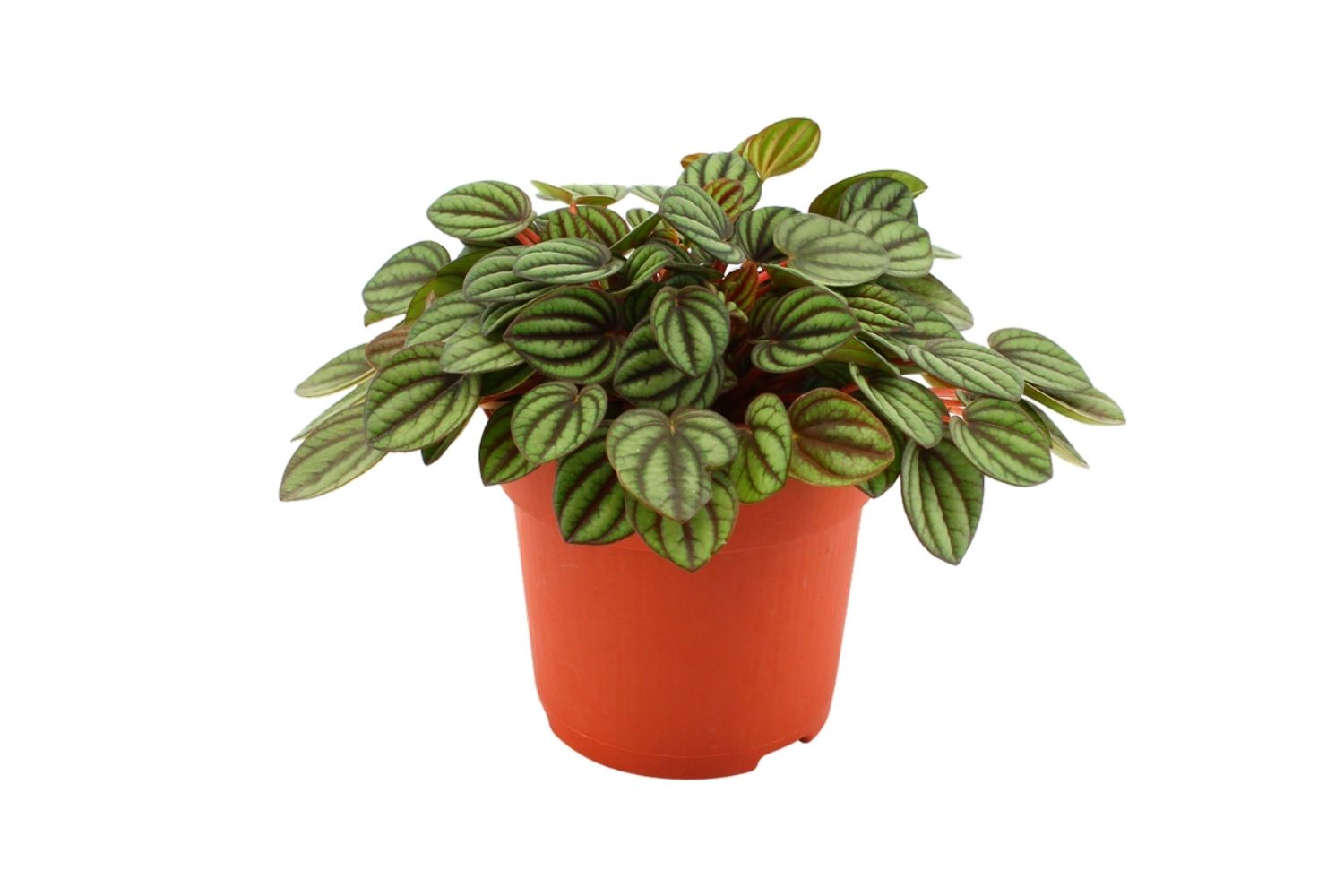 Best 10 indoor plants at Bunnings | Better Homes and Gardens