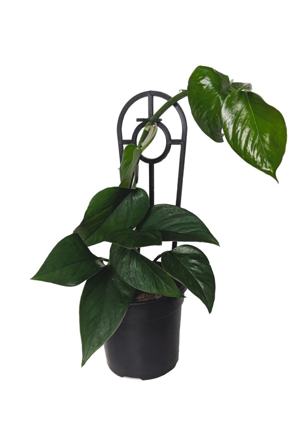 Best 10 indoor plants at Bunnings | Better Homes and Gardens