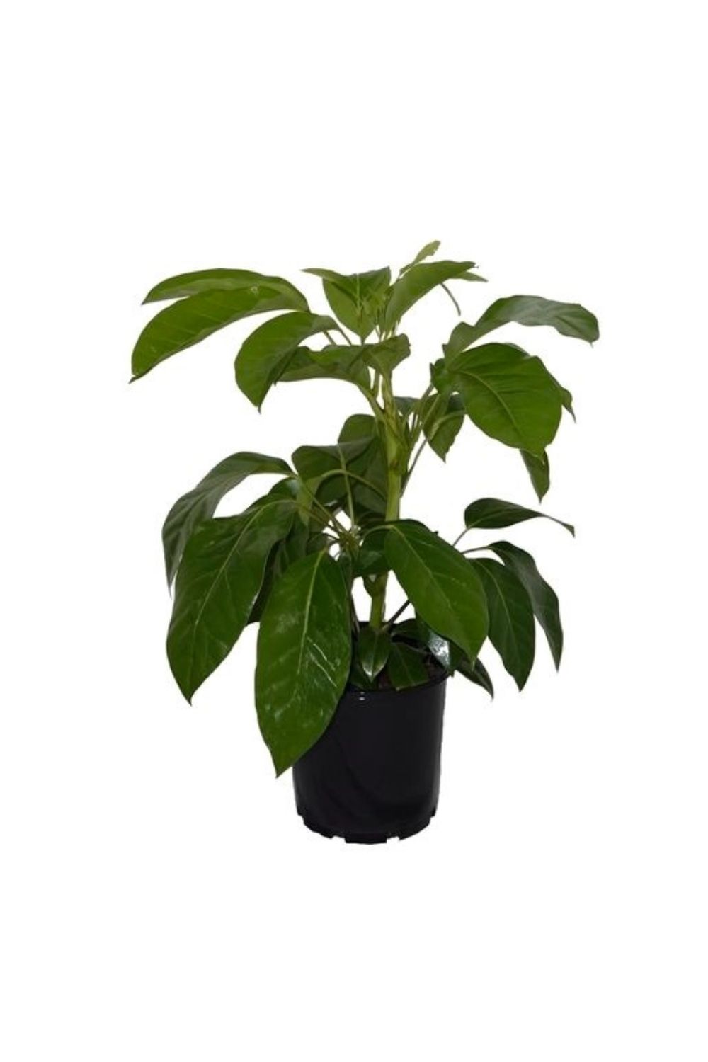 Best 10 indoor plants at Bunnings | Better Homes and Gardens