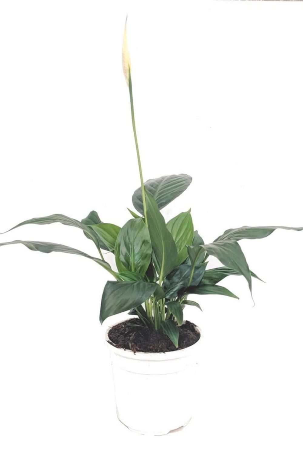 Best 10 indoor plants at Bunnings | Better Homes and Gardens