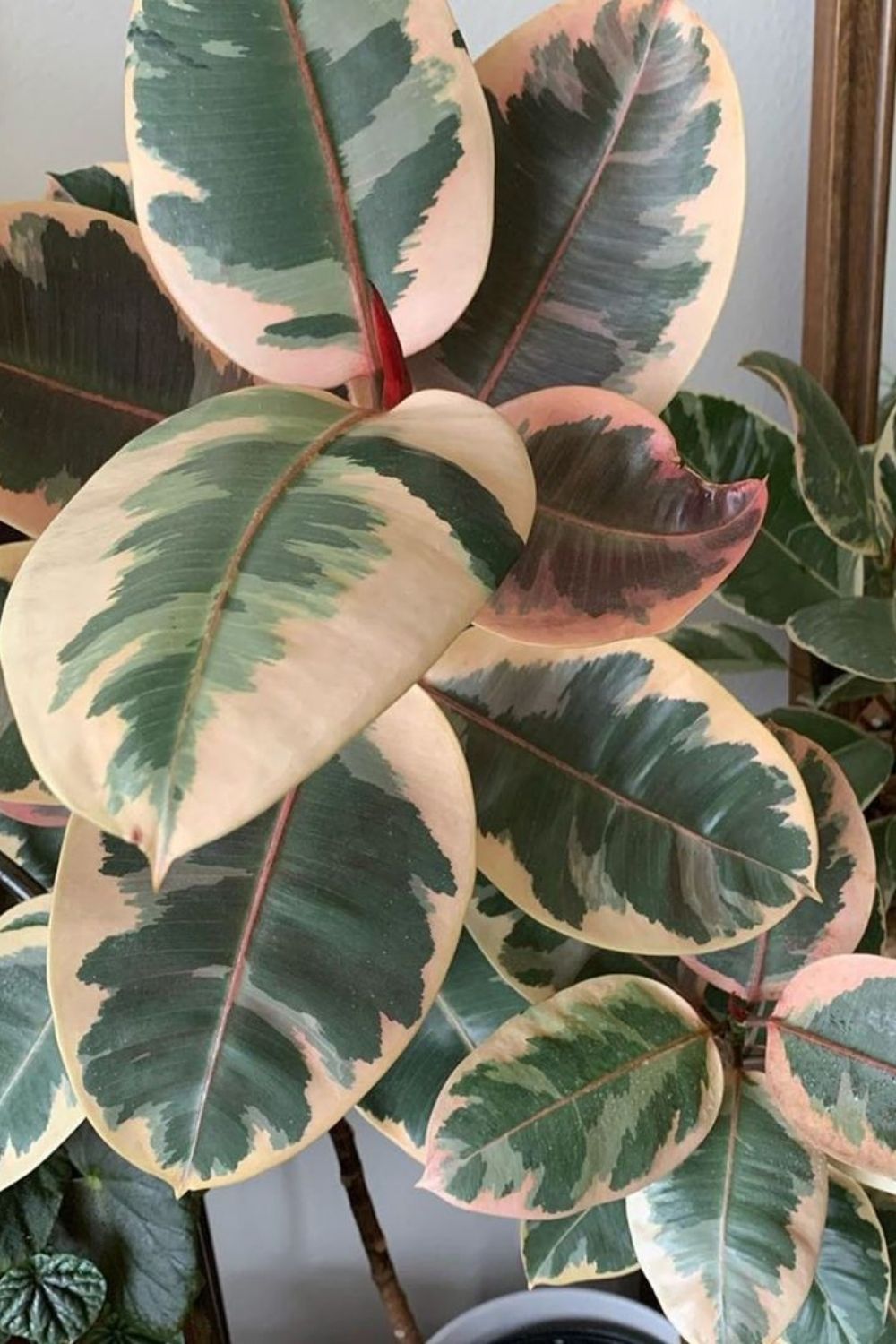 6 pink indoor plants to brighten up your home | Better Homes and Gardens