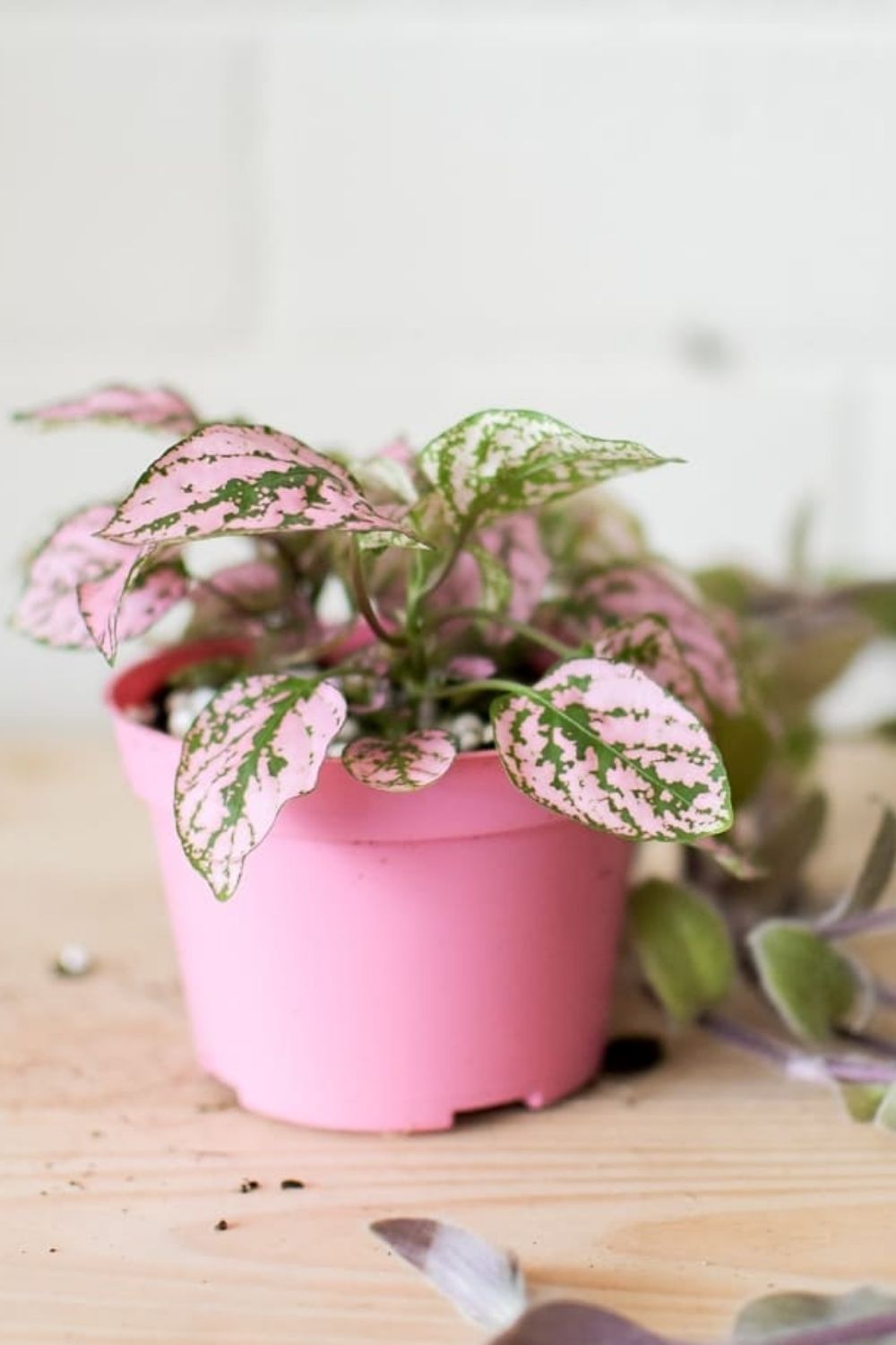 6 pink indoor plants to brighten up your home | Better Homes and Gardens
