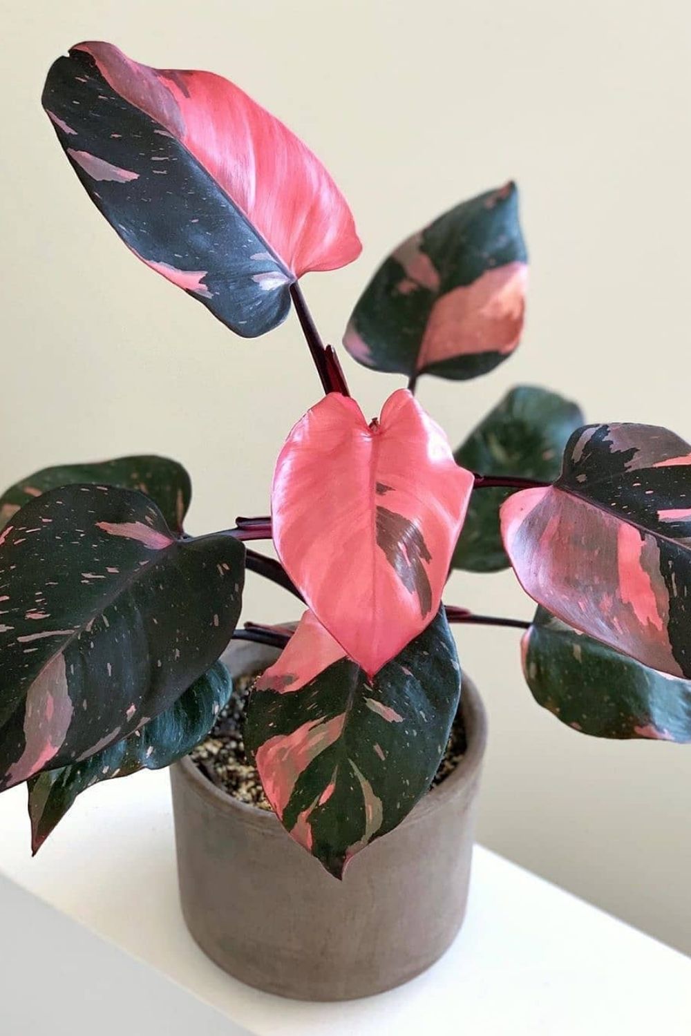 6 pink indoor plants to brighten up your home | Better Homes and Gardens