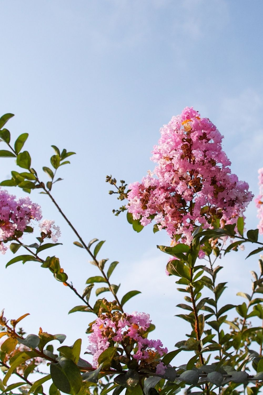 The best balcony-friendly trees | Better Homes and Gardens