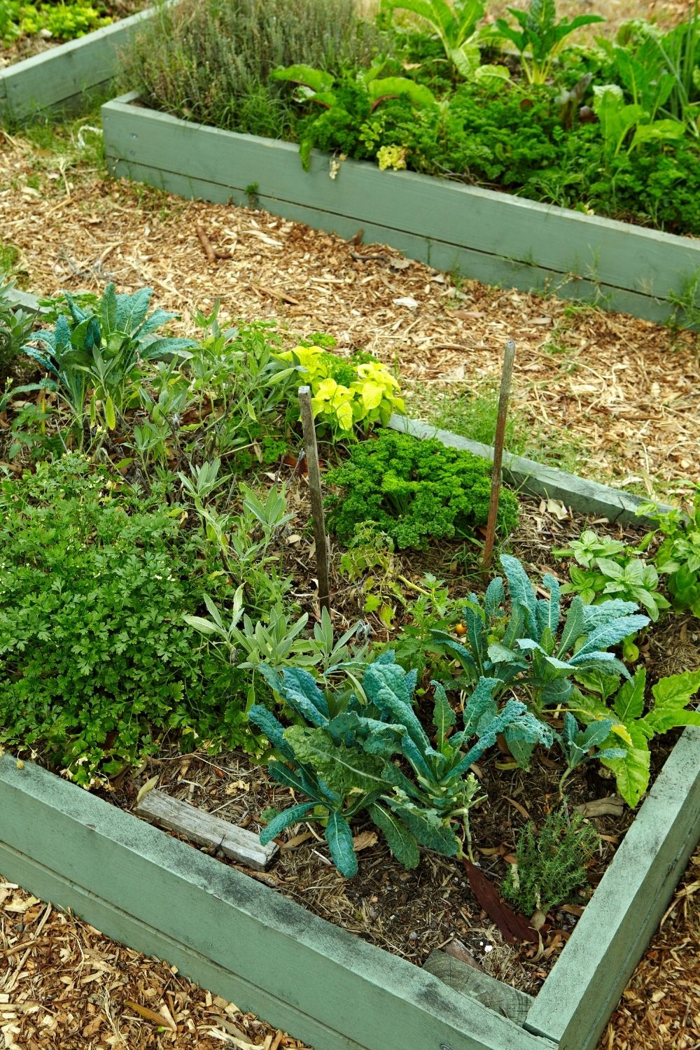 Everything you need to know about companion planting herbs | Better ...