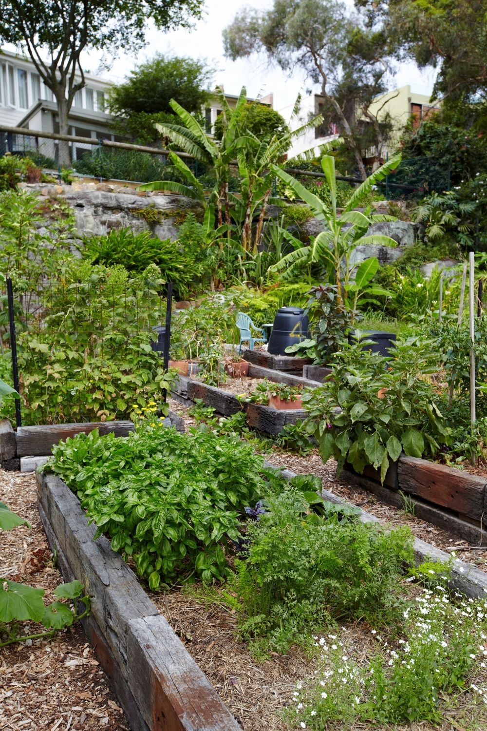 Everything you need to know about companion planting herbs | Better ...