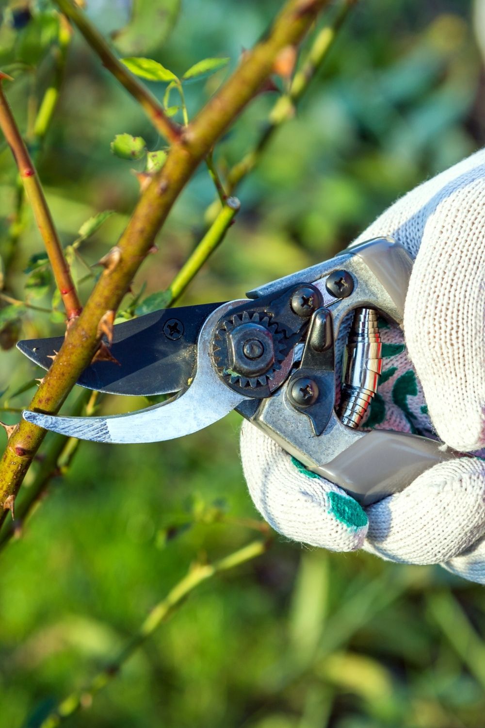 Everything you need to know about secateurs | Better Homes and Gardens