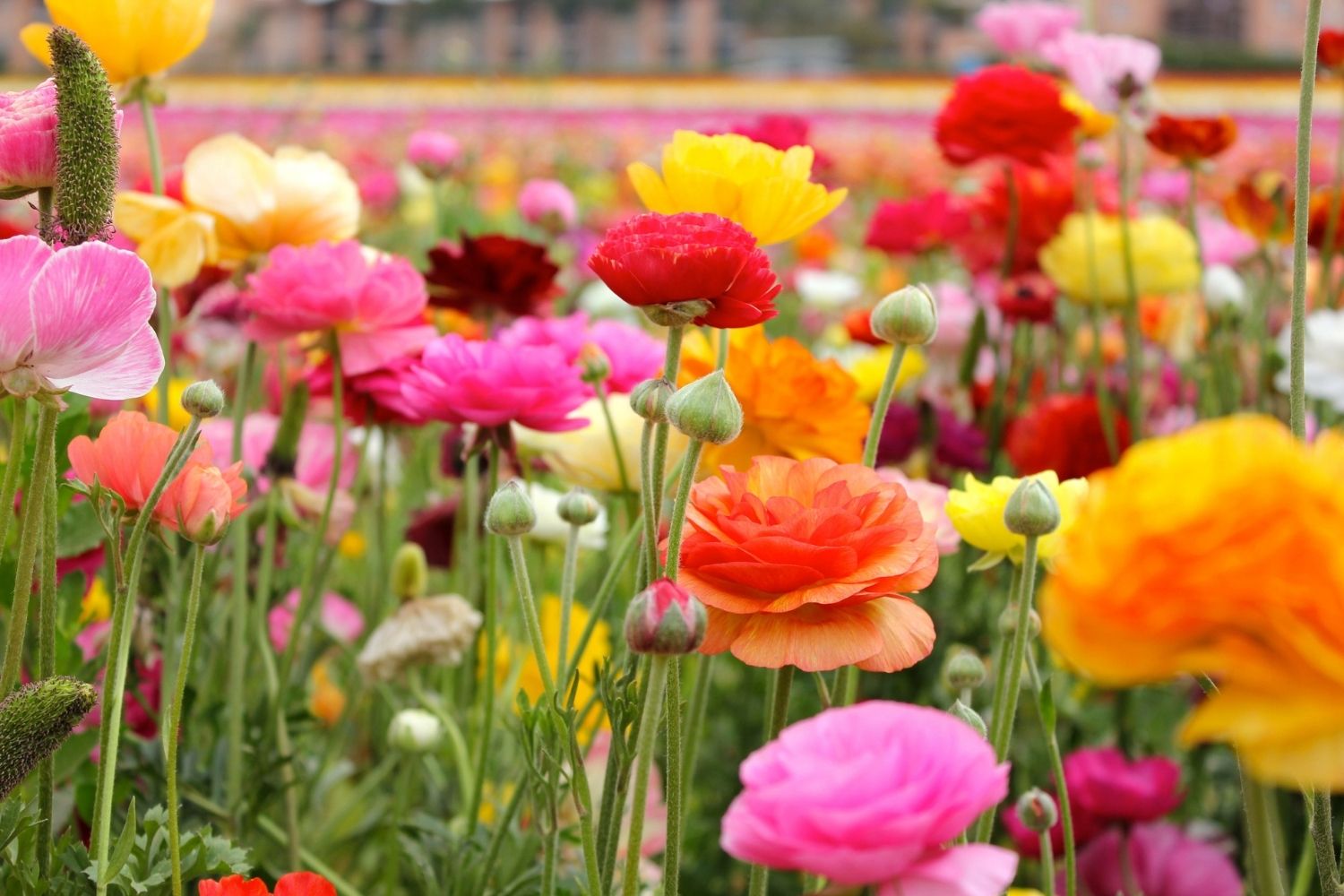 How to grow and care for ranunculus flowers | Better Homes and Gardens