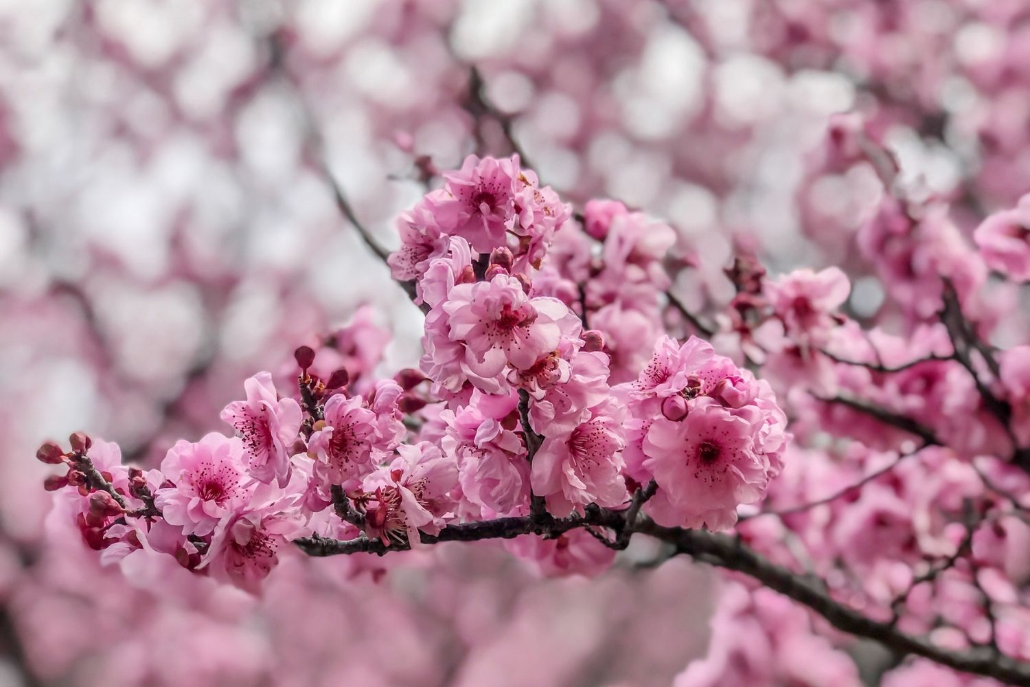 How to grow cherry blossom in Australia | Better Homes and Gardens