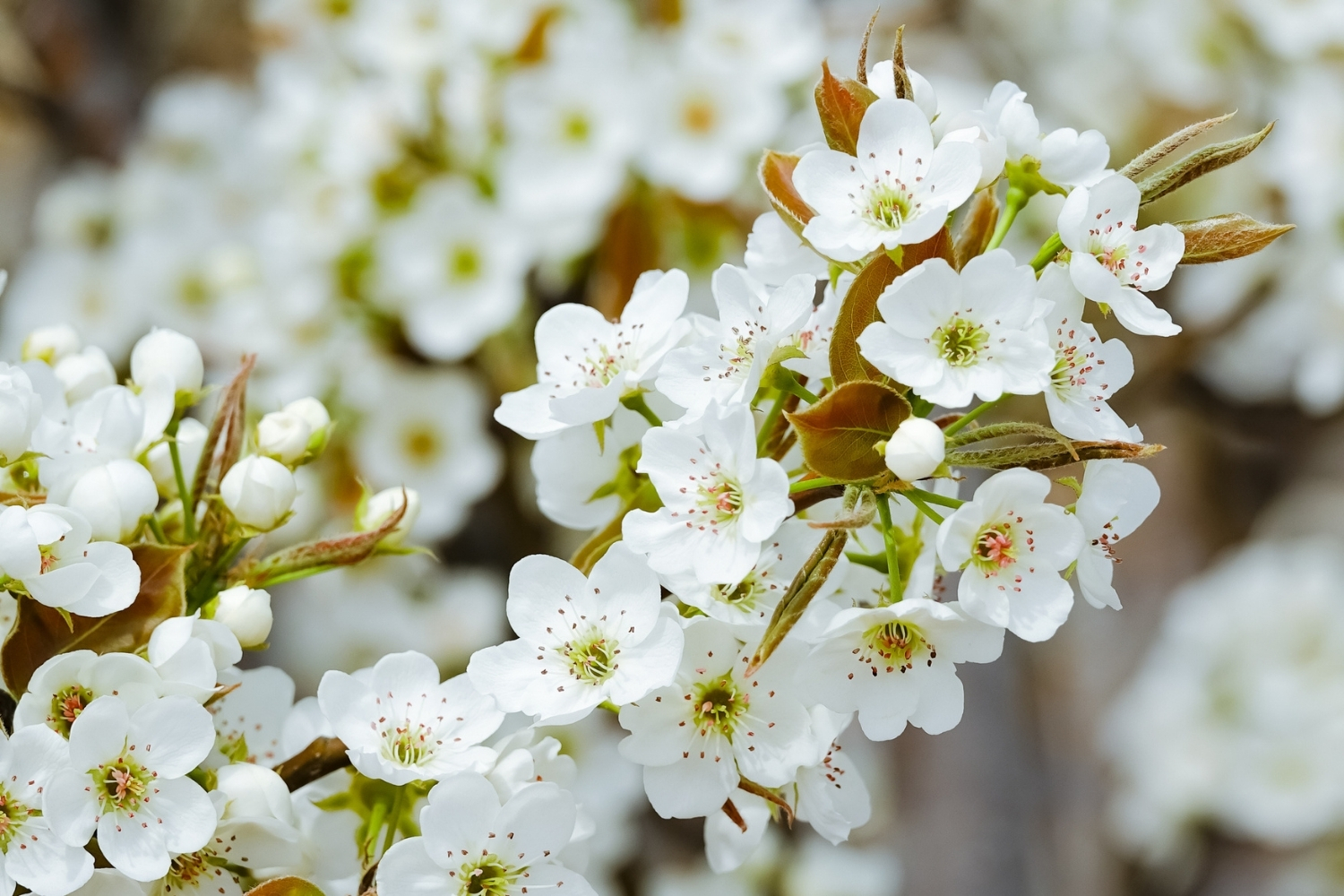 How to grow cherry blossom in Australia | Better Homes and Gardens