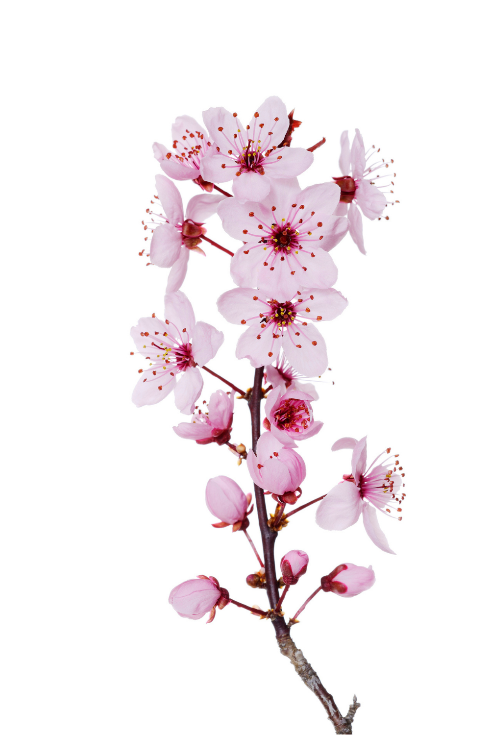 How to grow cherry blossom in Australia | Better Homes and Gardens