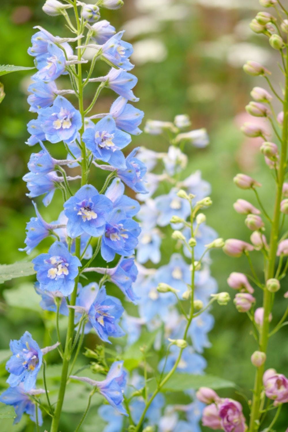 How To Grow Delphiniums In Your Garden | Better Homes and Gardens
