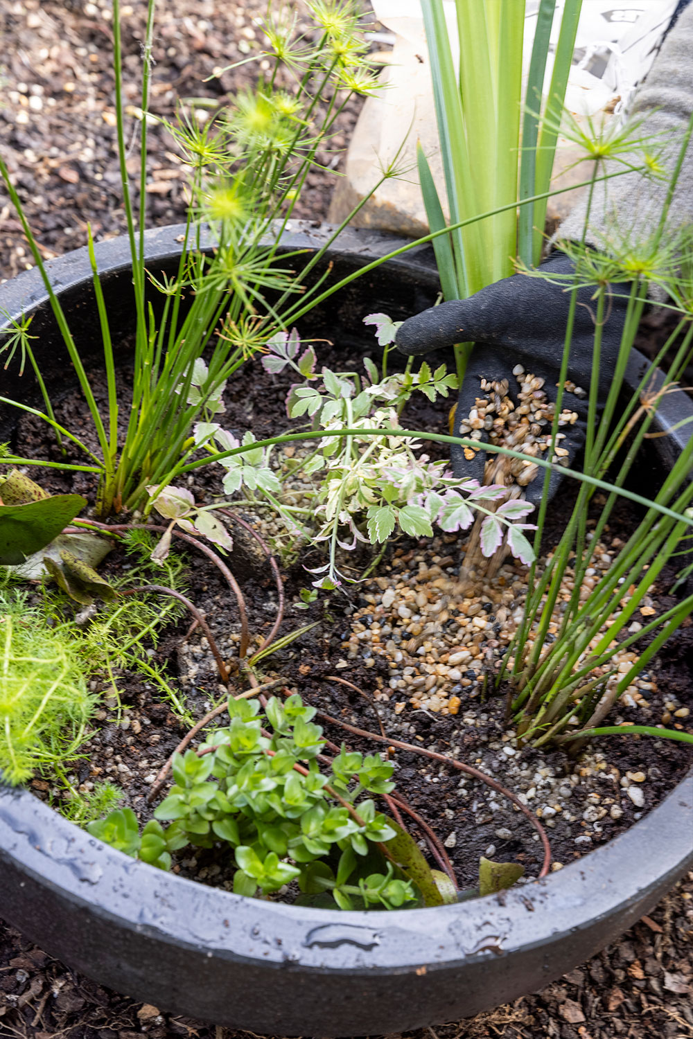 How to make a water garden in a bowl | Better Homes and Gardens