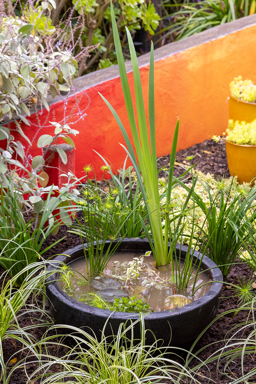 How to make a water garden in a bowl | Better Homes and Gardens
