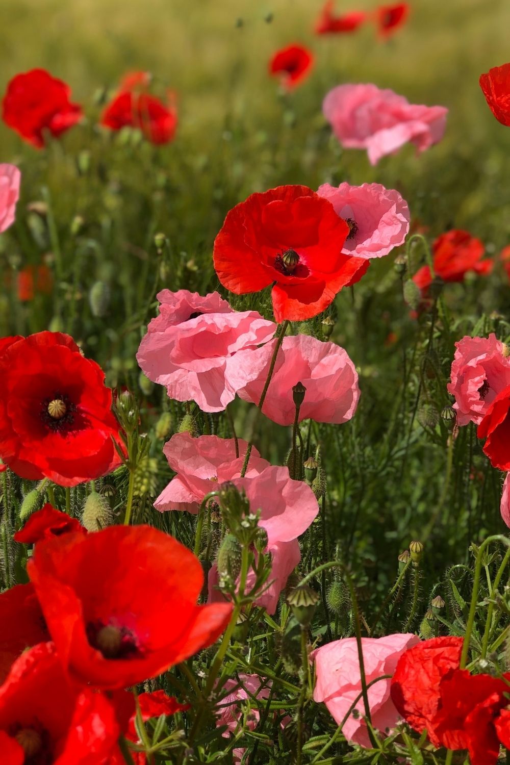 10 of the best spring flowers | Better Homes and Gardens