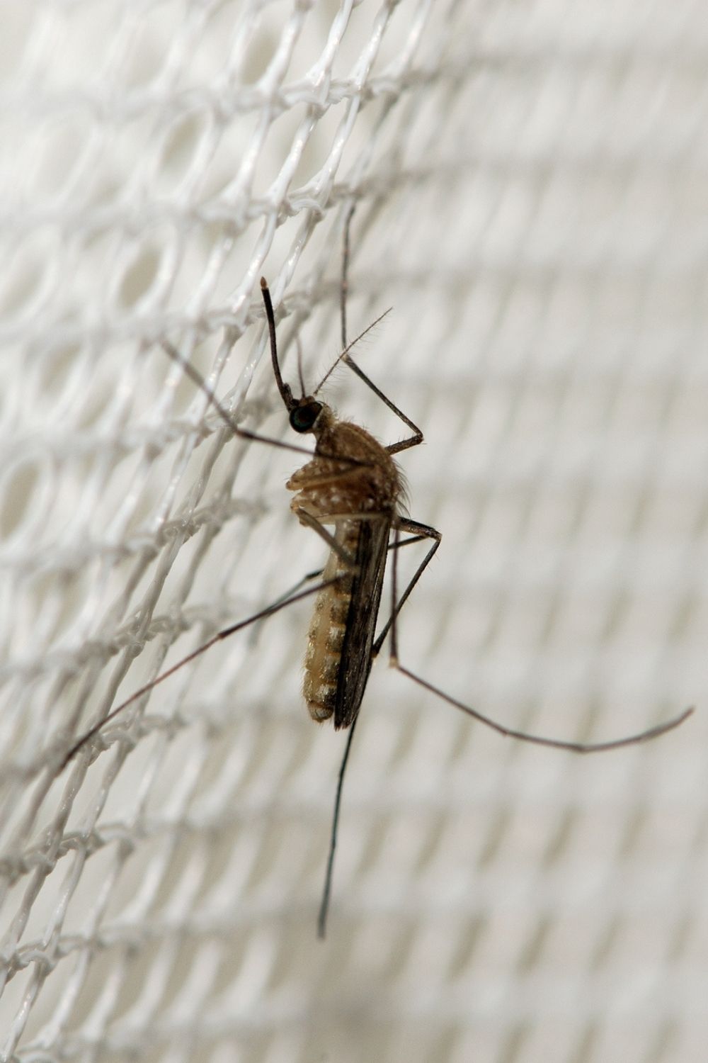 How do you find a mosquito in your room – and what to do next | Better ...