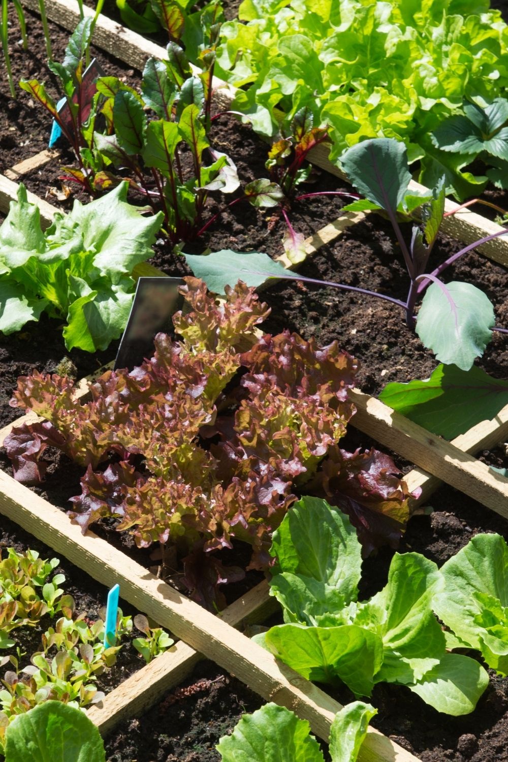 How to grow a vegetable garden | Better Homes and Gardens