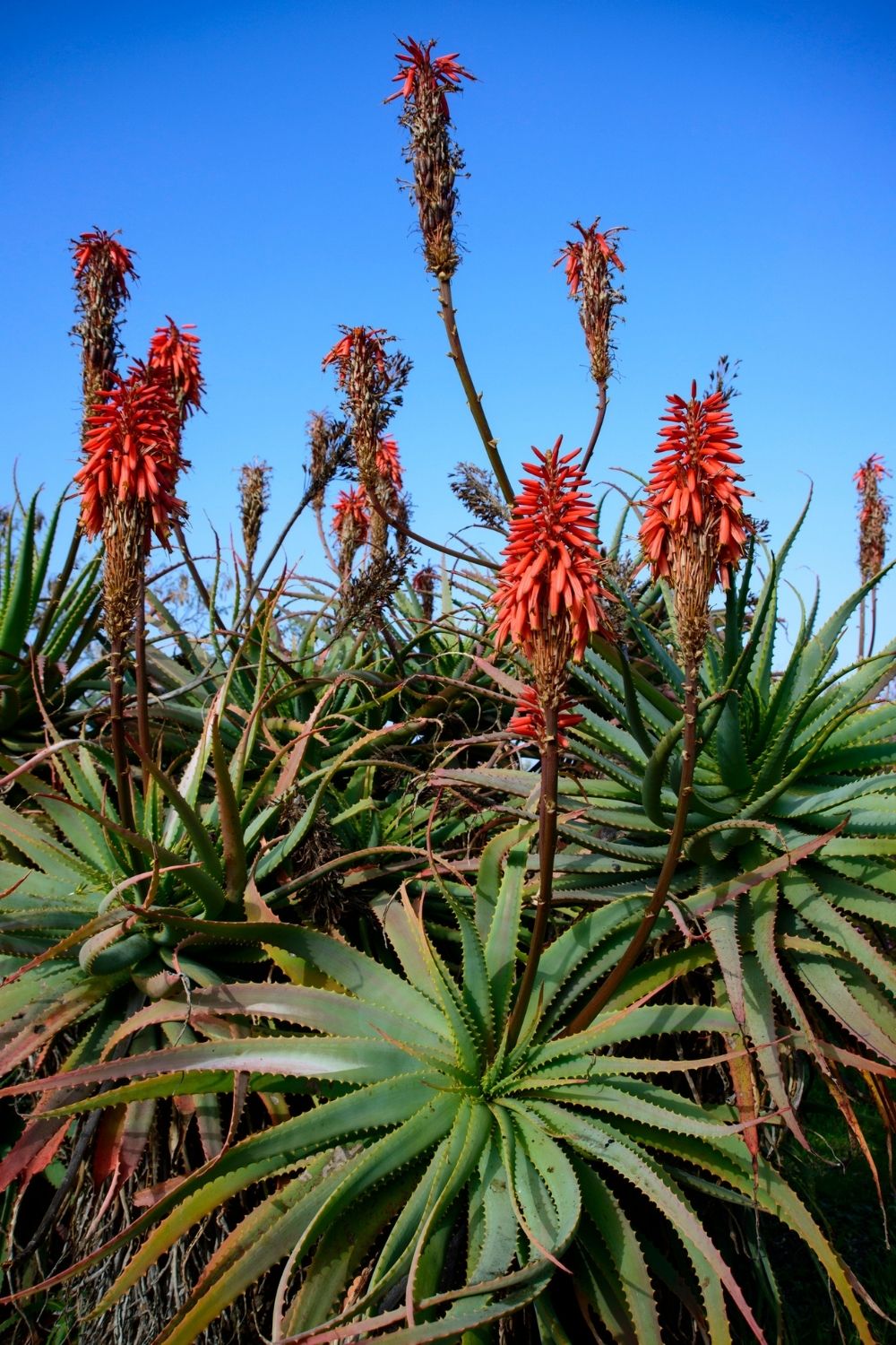 A guide to flowering succulents and cacti in Australia | Better Homes ...