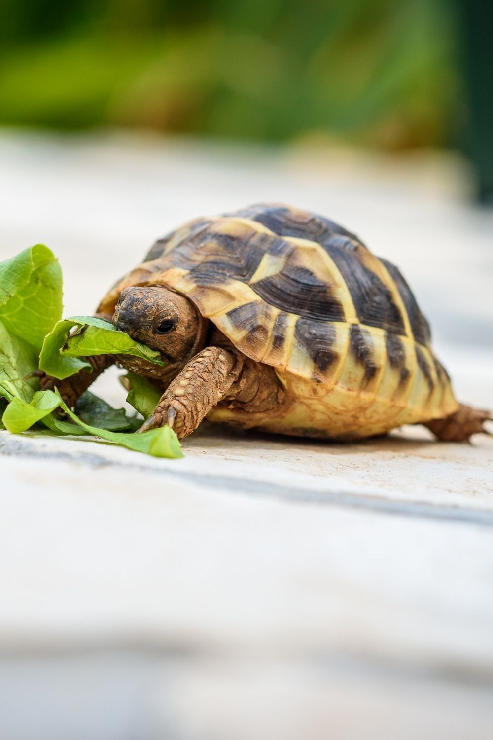 What you should know before buying a pet penny turtle | Better Homes ...