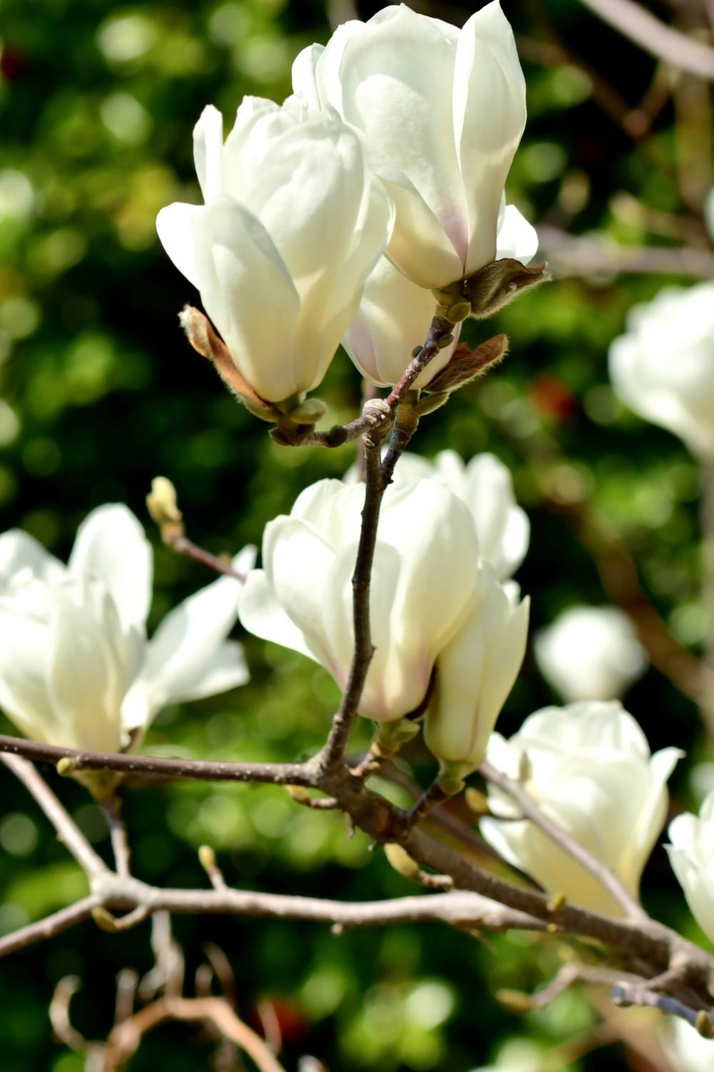 Magnolias: How To Grow And Care For This Statement Tree | Better Homes ...
